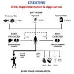 Understanding Creatine and Sports Performance in Athletes | Elite ...